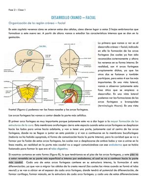 Embriología DEL Sistema Arterial Y Venoso DEL SISTEMA ARTERIAL Y