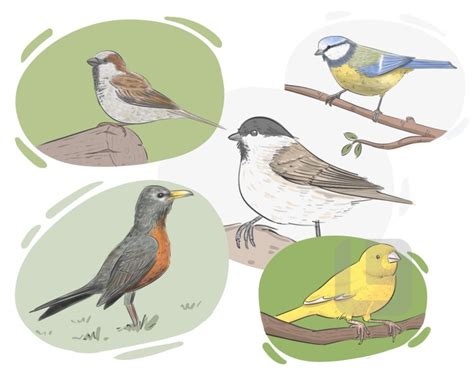 Definition And Meaning Of Passeriformes Picture Dictionary