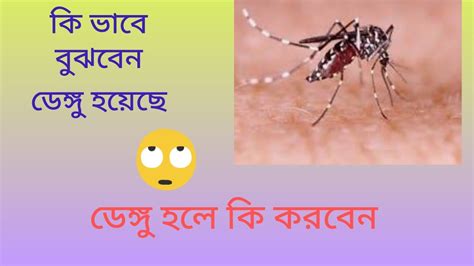 ডেঙ্গু হয়েছে বুঝবেন কি করেডেঙ্গু হলে কি করবেনwhat To Do If You