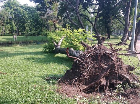After The Storm The Tree Collapses Onto The Ground Photo Background And