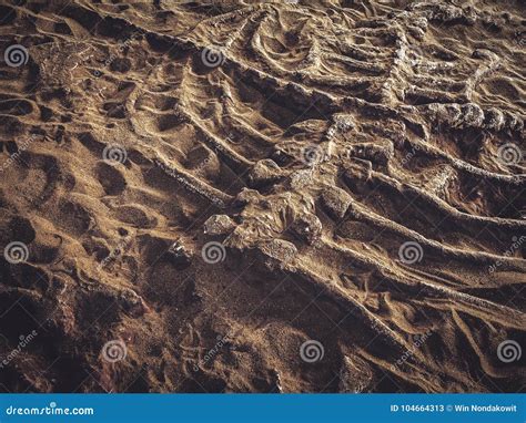 Dinosaur Fossils Simulation Stock Image Image Of Extinct Fossil