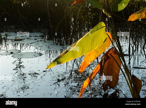 Translucent Leaves Hi Res Stock Photography And Images Alamy
