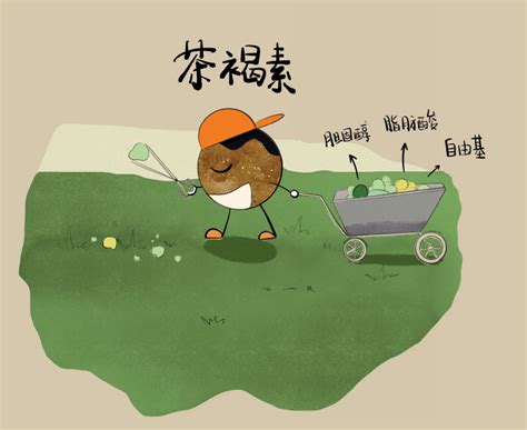熟茶中的茶褐素 有什么功效 普洱 物质 调节