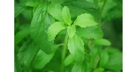 Ферментирала стевия убива рака на панкреаса 24 Здраве