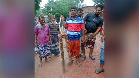 ২০ দিন পর খুলল স্কুল ক্লাসরুমে সাপ কালবেলা