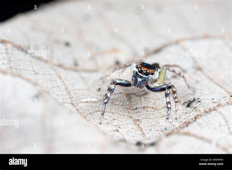 Cytaea Sp The Bauble Jumping Spider Hunting For Prey On A Leaf In