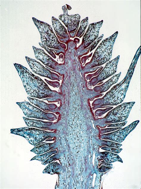 Pinus Ovulate Cone