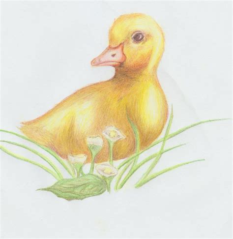 Duck Drawings