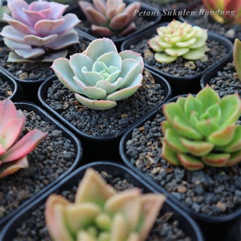 Jual Paket Sukulen Sekulen Kaktus Gratis Pot And Media Cactus Mini Tanaman Hias Bunga Skulen