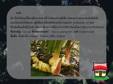 Tobacco And Galangal Is Pesticides Ppt