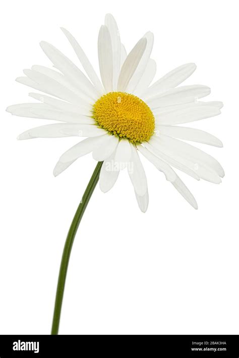 White Flower Of Chamomile Lat Matricaria Isolated On White