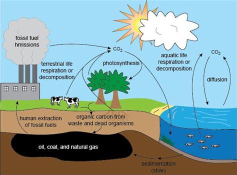 Ciclo Del Carbonio BioPills