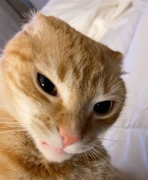 Scary Cat An Orange Cat Sitting On A Bed Cat Lover T Ideas