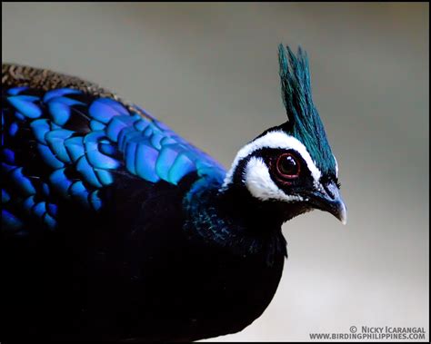 Birds From Palawan Birding Adventure Philippines Guided