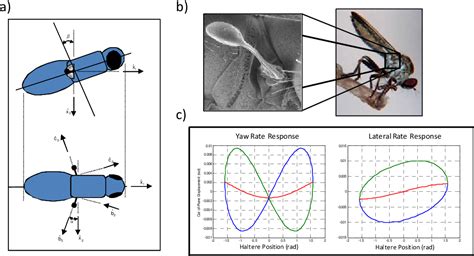 Figure 1 From Angular Rate Encoding In Haltere Feedback For Flight