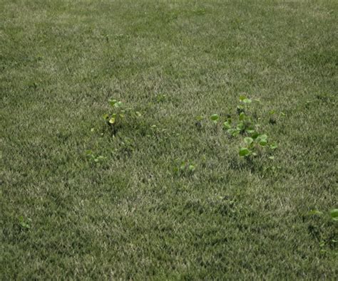 artstation lawn grass unreal engine 4 ue4 game assets