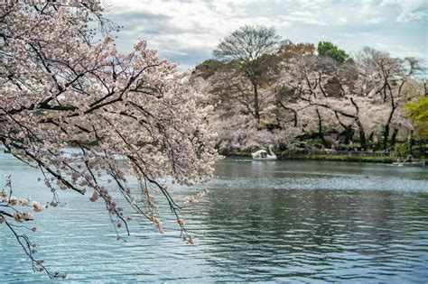 Inokashira Park Motion Travel