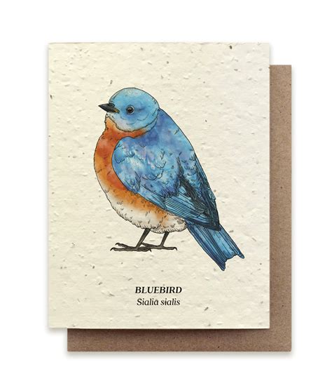 Bluebird Plantable Wildflower Seed Card Fern Houseplants