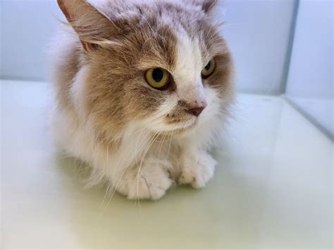 페르시안 절미 포메라니안종류 말티즈종류 말티푸종류 푸들종류 먼치킨종류 랙돌종류 브리티쉬숏헤어종류 스코티쉬폴드종류 러시안블루종류 소형견성격 중형견성격 대형견성격 비숑프리제성격