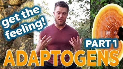 What Does Taking Adaptogens Adaptogenic Herbs Feel Like Part 1