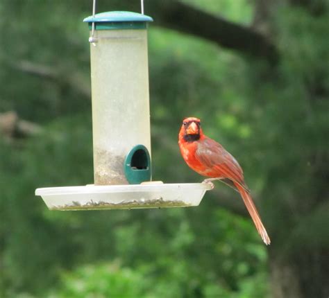Out And About The Midwest Handsome Cardinal At Home At The Seed Buffet