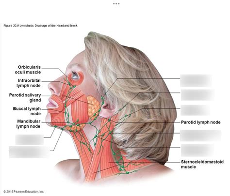 Lymphatic Drainage And Ducts Diagram Quizlet