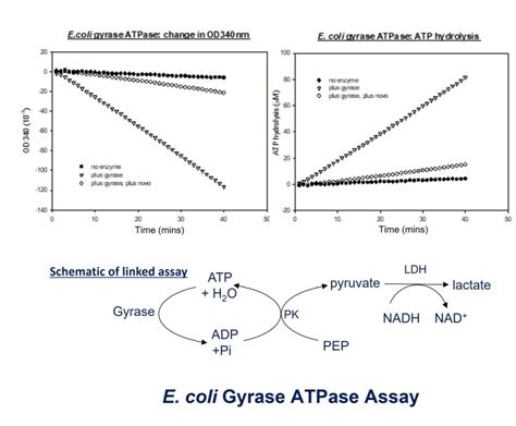 E Coli Gyrase Atpase Kits Inspiralis Limited