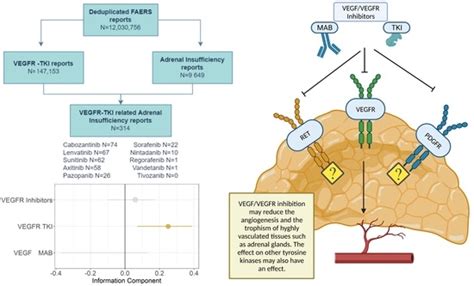 Cancers Free Full Text Adrenal Insufficiency With Anticancer