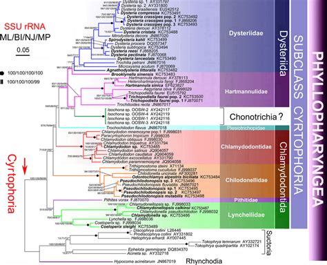 the maximum likelihood phylogenetic tree inferred from small subunit
