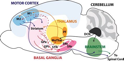 Cortico Basal Ganglia Plasticity In Motor Learning Neuron