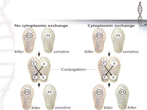 extra nuclear inheritance pptx