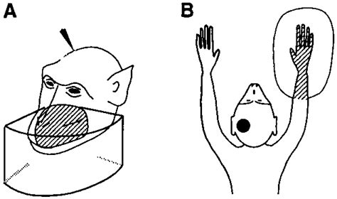Receptive Fields Of Two Bimodal Visualtactile Neurons In Pmv A The