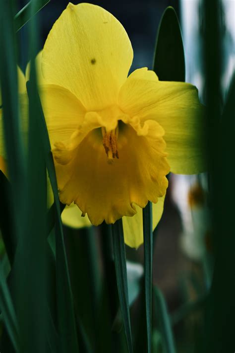 緑の葉を持つ黄色い花の写真 Unsplashの花の無料画像