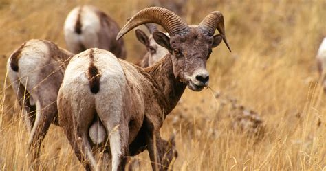 New Mexico Closes National Forests To Protect Bighorn Sheep Gohunt