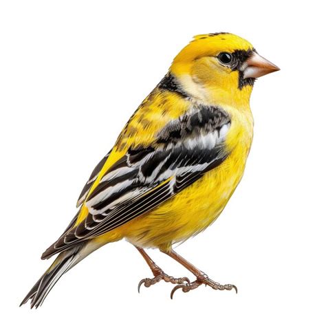 Premium Photo Bright Yellow American Goldfinch Bird Isolated Background