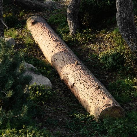 Straight Fresh Log Model Poliigon