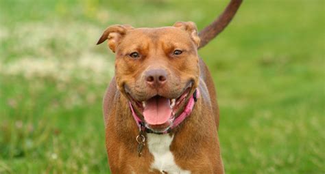 7 curiosidades sobre o Pitbull que irão te surpreender