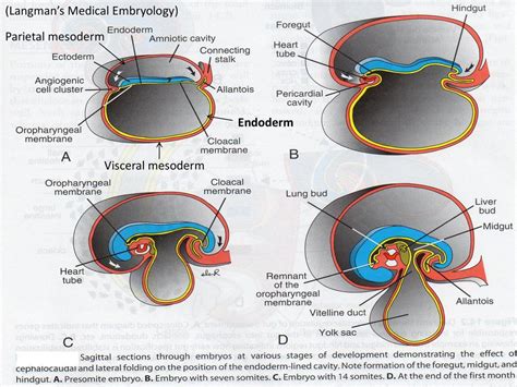 Introduction To Embryology Ppt Download