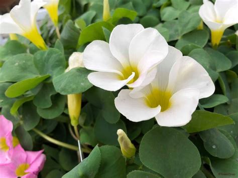 オキザリスの育て方球根の植え方や増やし方は植え替えの時期は HORTI by GreenSnap