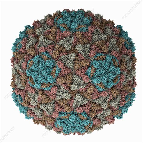 Staphylococcus Phage Andhra Capsid Illustration Stock Image C057