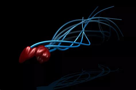 Sperm Swim Like Playful Otters Corkscrewing Toward Egg Scientist Says
