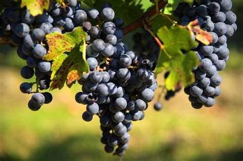 Things You Need To Know About Cabernet Sauvignon The Washington Post