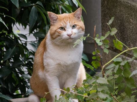 倒れている野良猫を見つけた 先のことはわからないけど、動物病院へ運ぶと決めた 「犬や猫ともっと幸せに」をコンセプトにしたwebメディア