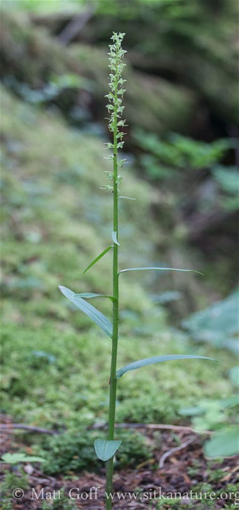Slender Bog Orchid Platanthera Stricta Sitka Nature