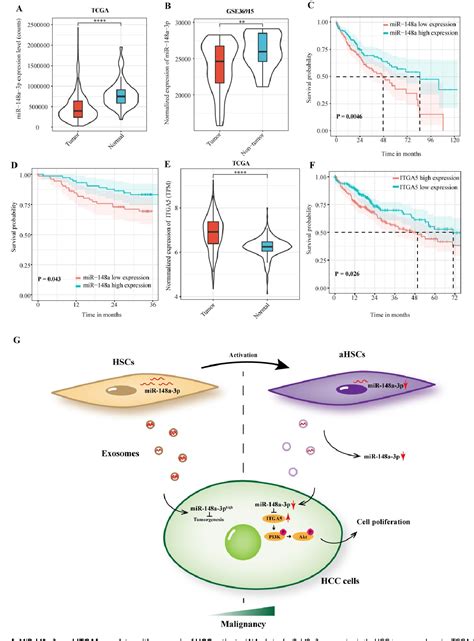 Figure 5 From Exosome Depleted Mir 148a 3p Derived From Hepatic