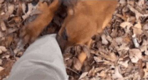 Floppy Bloodhound Puppies Compete In K 9 Tracker School The Dodo