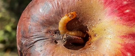 Codling Moth Larvae Biobee