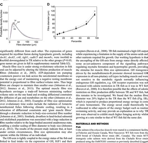 Analysis Of Muscle Growth Patterns In Coho Salmon Oncorhynchus