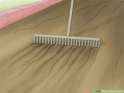 How To Grow Millet With Pictures Wikihow