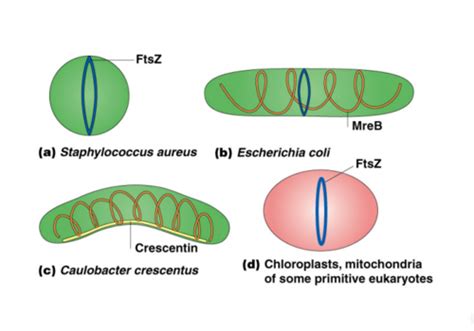 Lecture 10 The Nucleoid Cell Division And Dna Replication